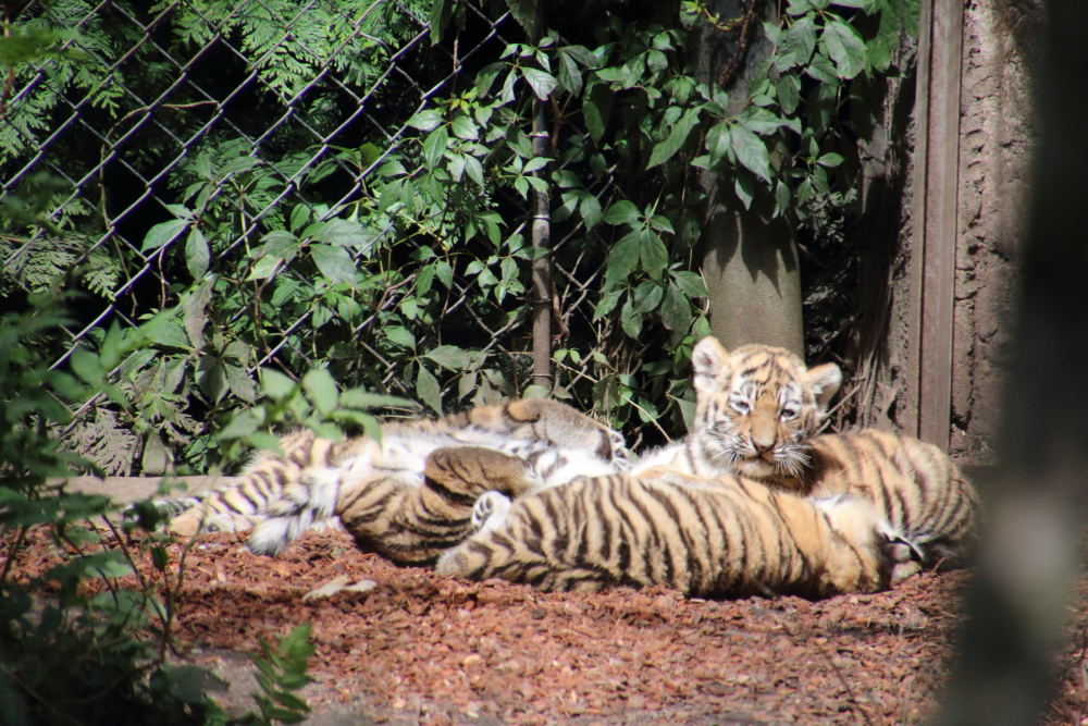 Süßes Viererpack - Tigerbabys bei Hagenbeck | HAMBURG CITY ...